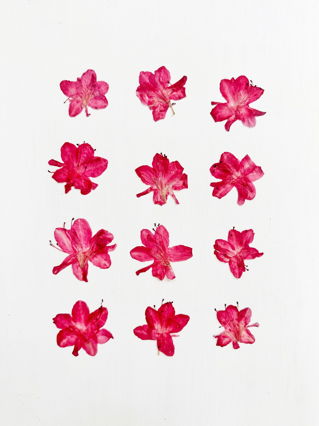 Pressed Azalea - 12 Real Azalea Flowers - Red Flowers - for Crafts ...