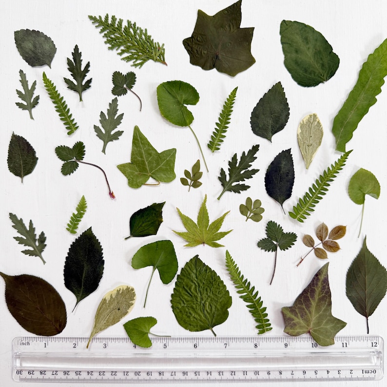 Pressed Green Leaves - Real Dried Leaves - 40 + Small to Medium Leaves ...