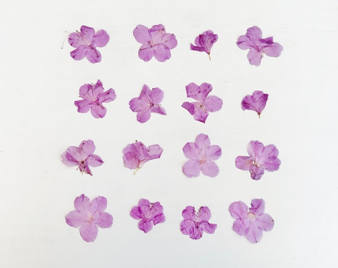 Pressed Azalea - Real Dried Flowers - 16 Small Pink Purple Azaleas ...