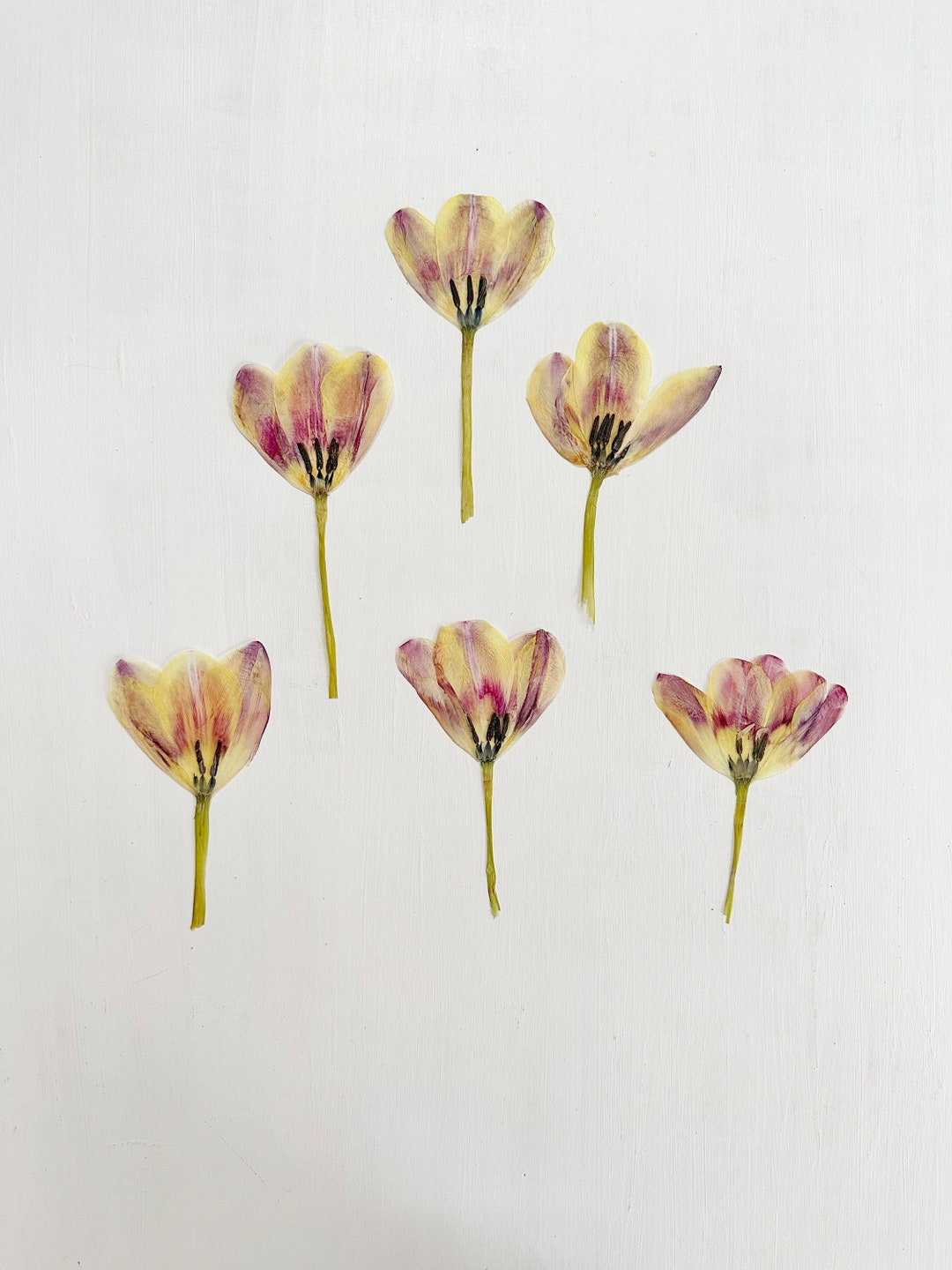 Pressed Tulips - Real Tulip Flowers Cut in Half - 6 Red and Yellow ...