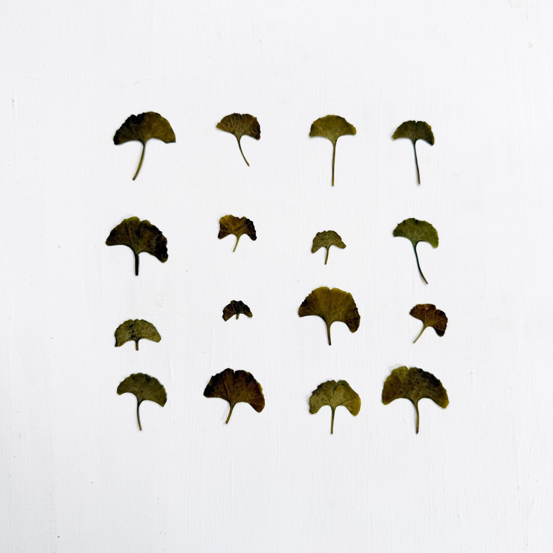 Mini Ginkgo Leaves - 16 Pressed Small Green Ginko Biloba Leaves - Grown ...