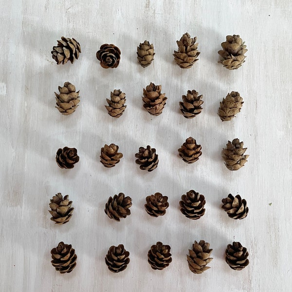 Hemlock Pine Cones - Etsy