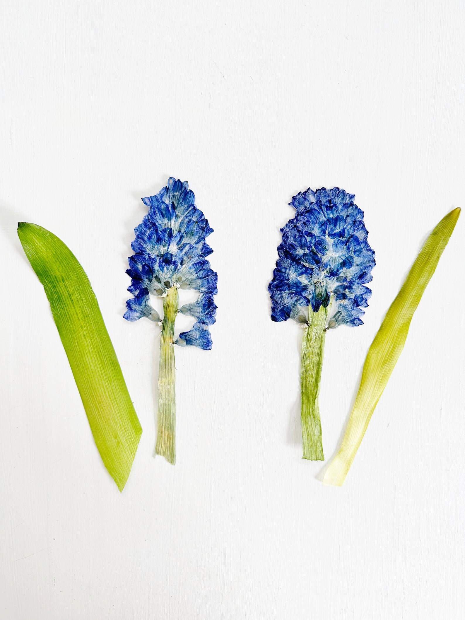 Pressed Hyacinths - Real Blue Hyacinth Flowers on Stem With Leaves ...