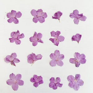 Pressed Azalea - Real Dried Flowers - 16 Small Pink Purple Azaleas ...