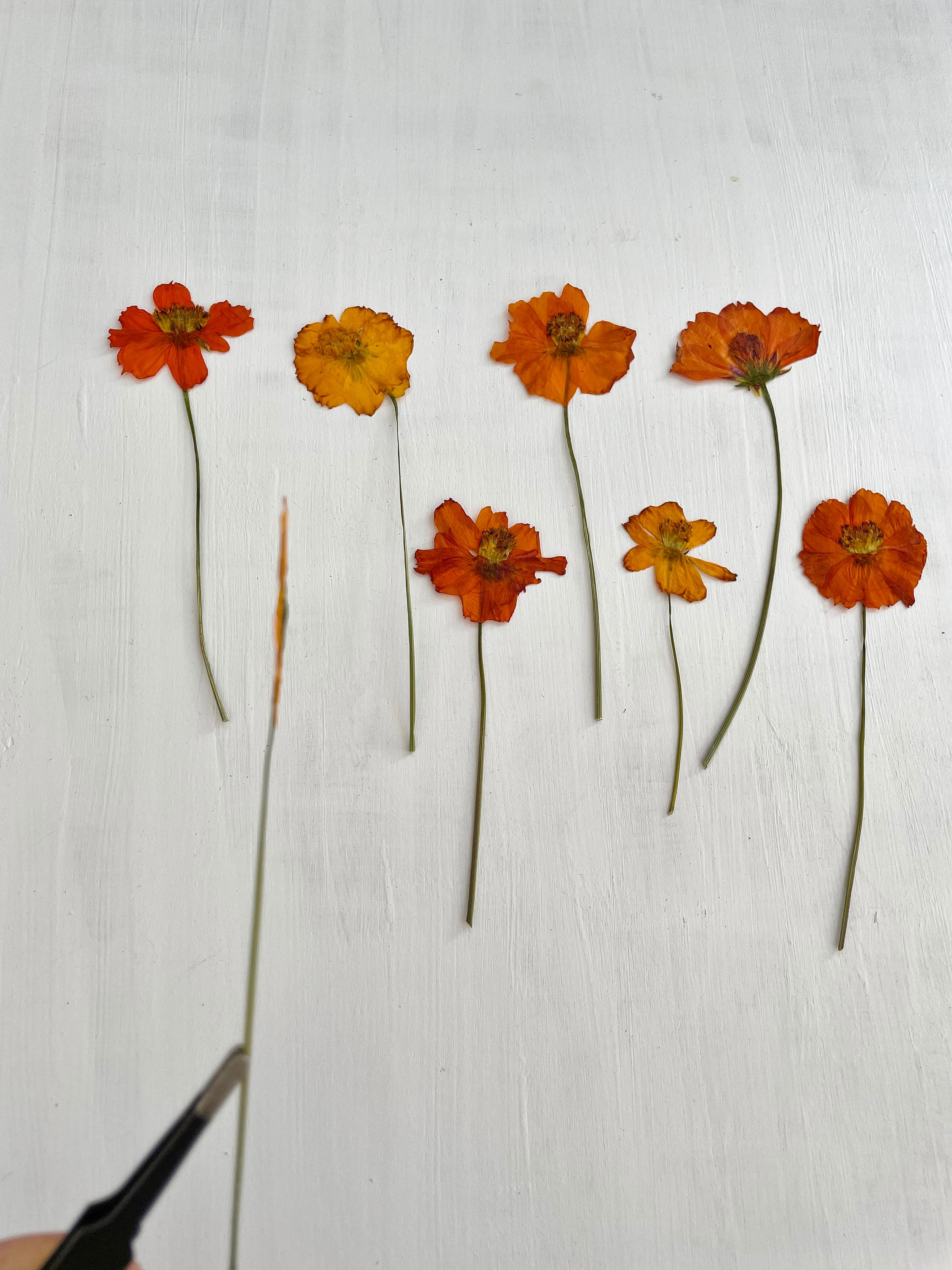Pressed Cosmos Flowers - 8 Real Sulfur Cosmos on Stems - Orange Mix ...