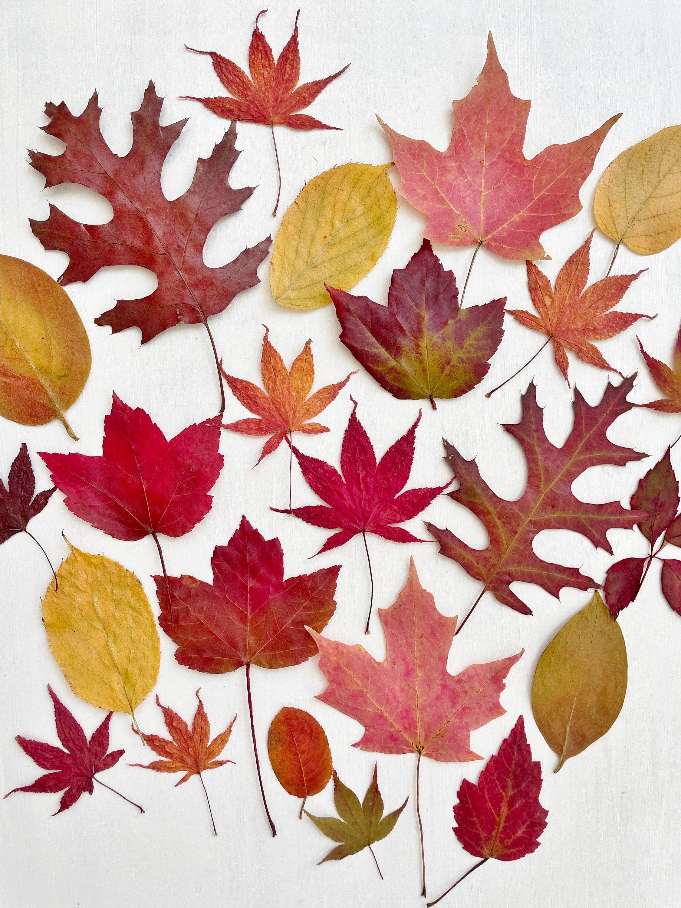 Pressed Autumn Leaves Real Dried Fall Foliage 25 Count - Etsy