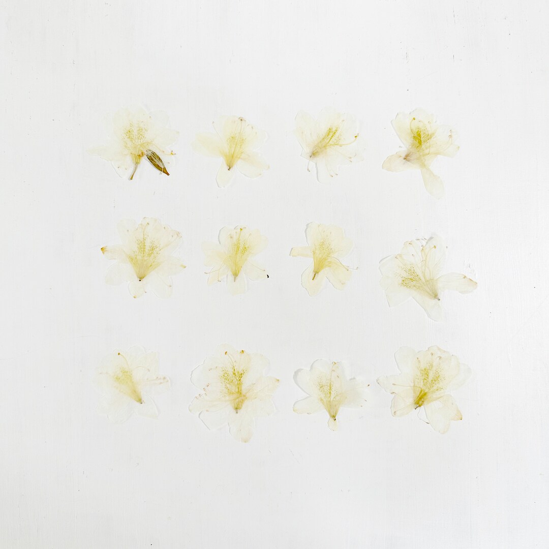 Pressed Azalea - 12 White Azalea Flowers - White Azalea - for Crafts ...