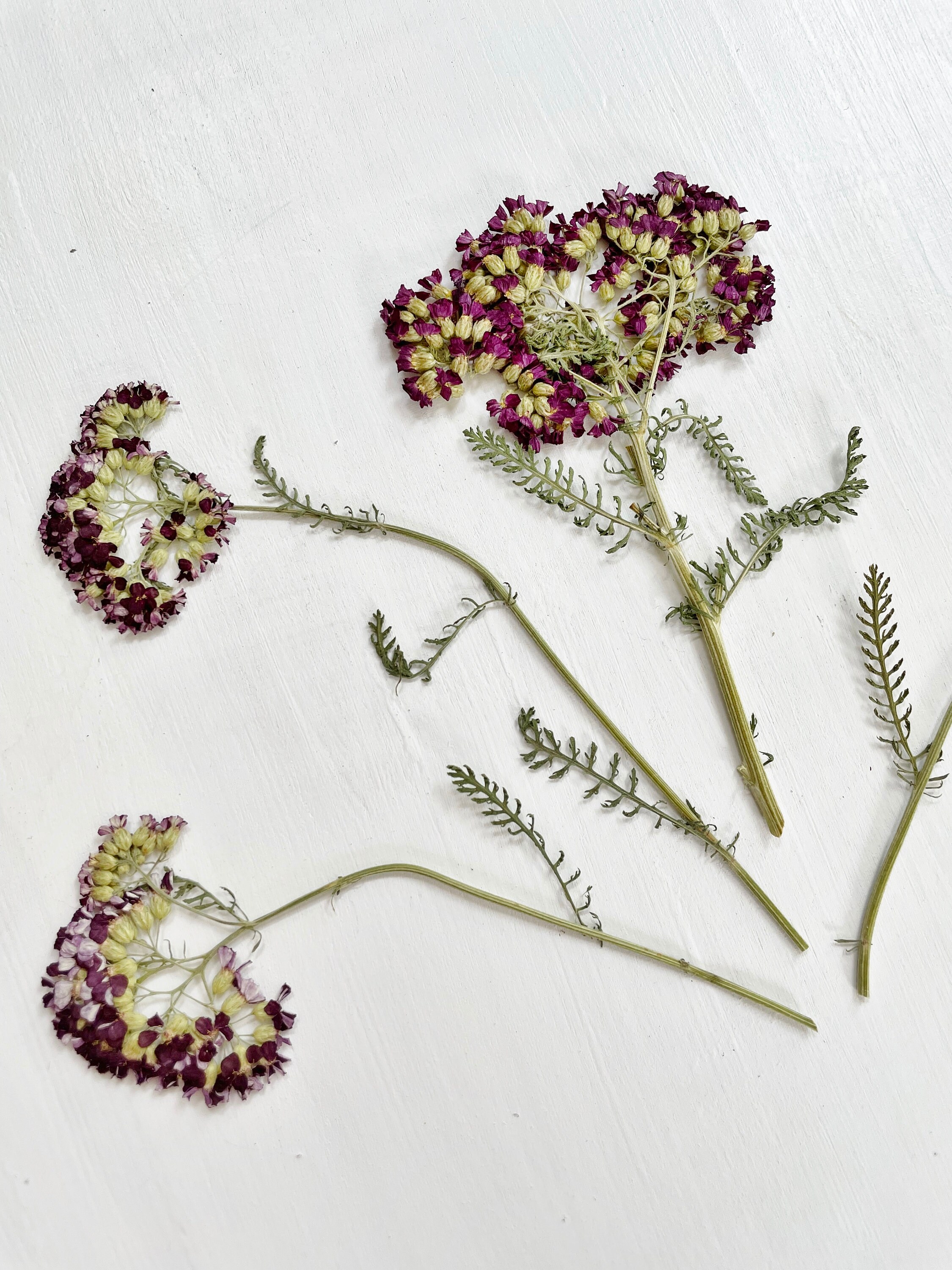Pressed Yarrow Flowers - 4 Real Achillea Flowers on Stem - Purple - for ...