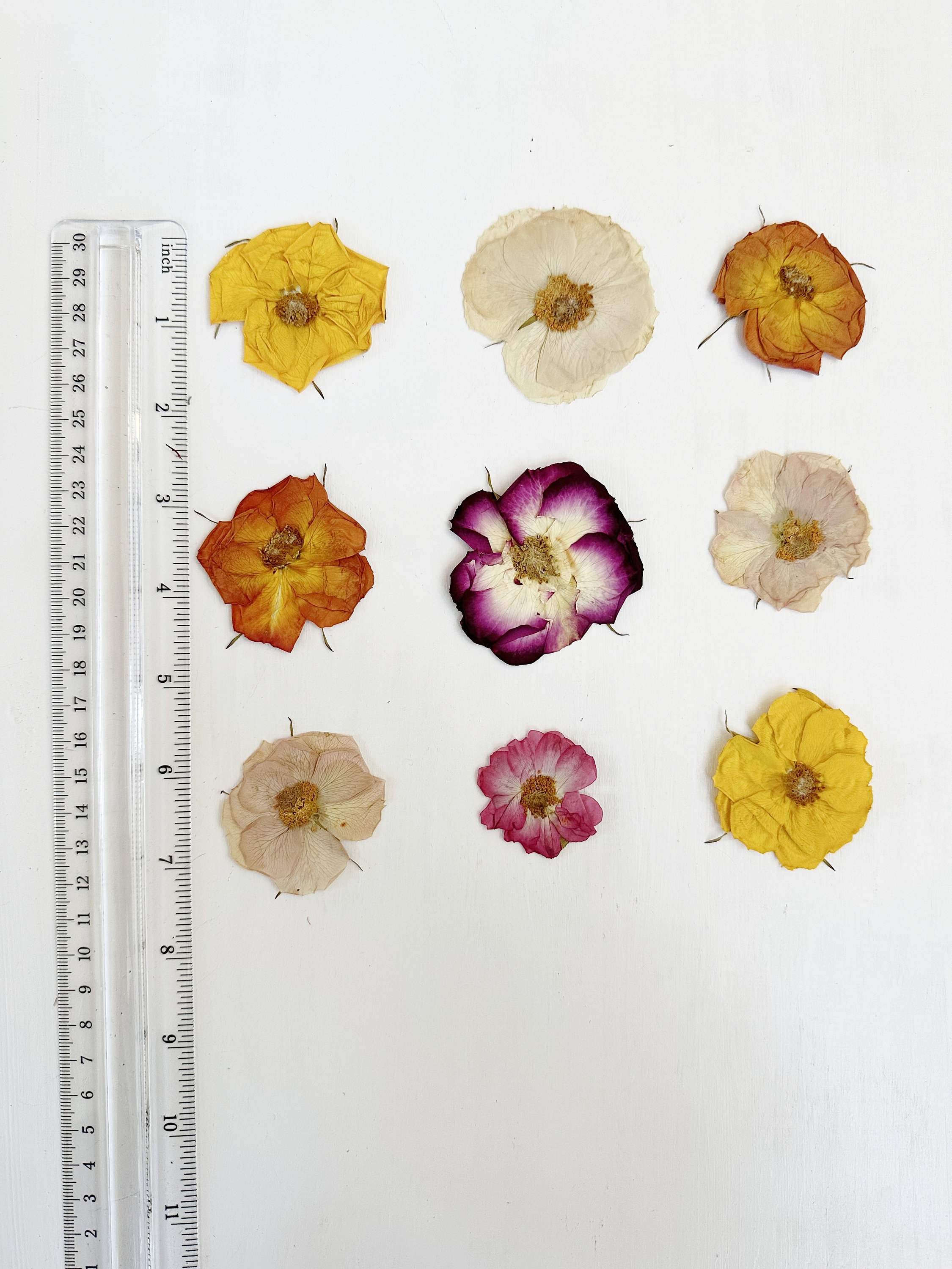 Pressed Roses - 9 Real Flowers - Small Whole Roses - Multicolor Mix ...