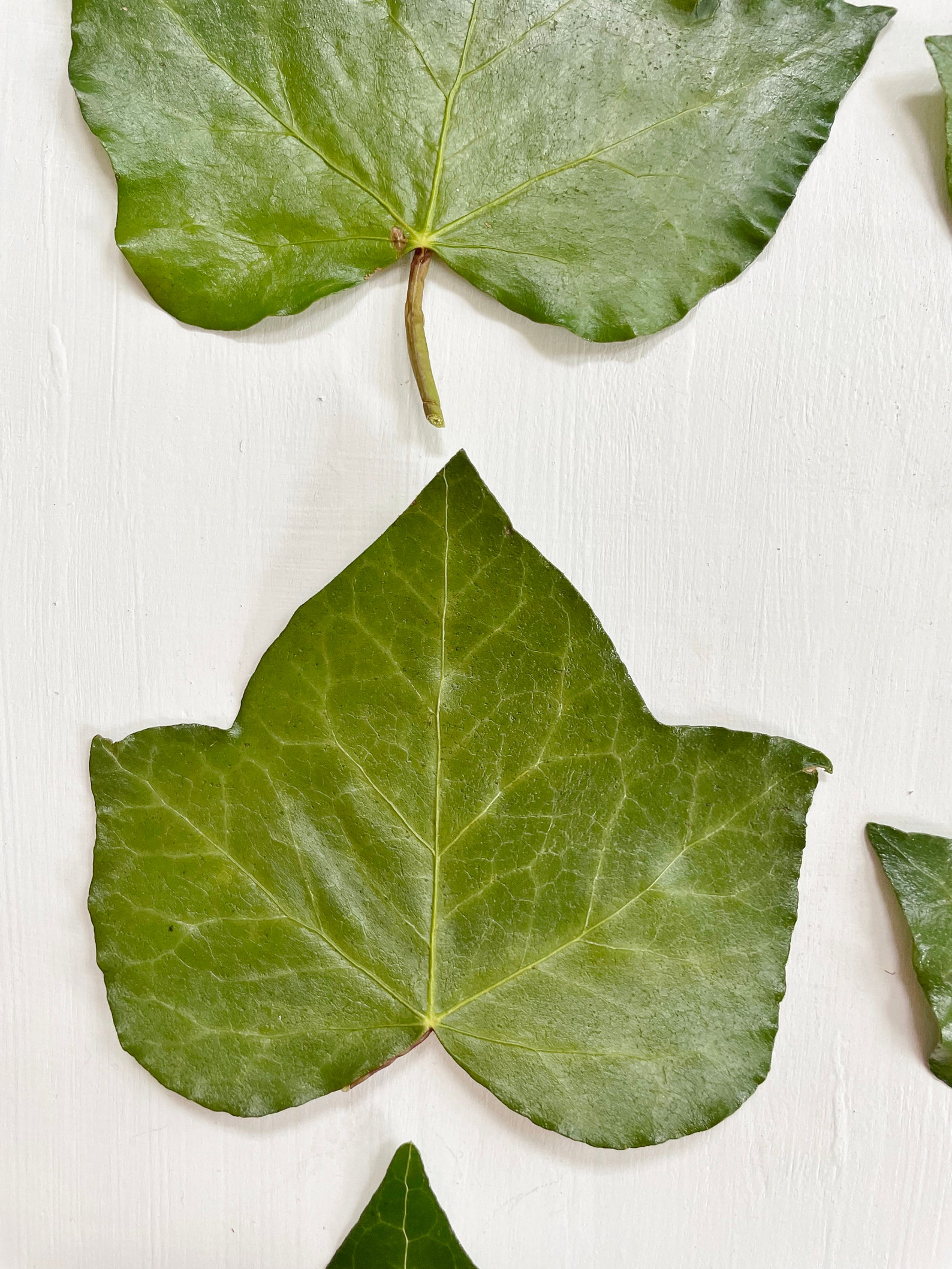 Pressed Large Ivy Leaves Real Ivy Foliage Grown Organically in ...