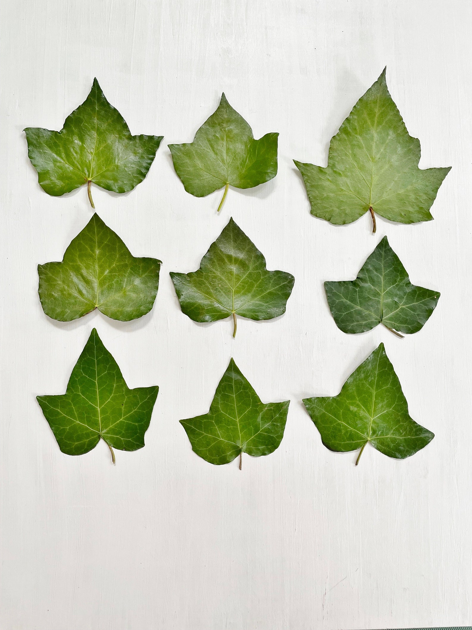 Pressed Large Ivy Leaves Real Ivy Foliage Grown Organically in ...