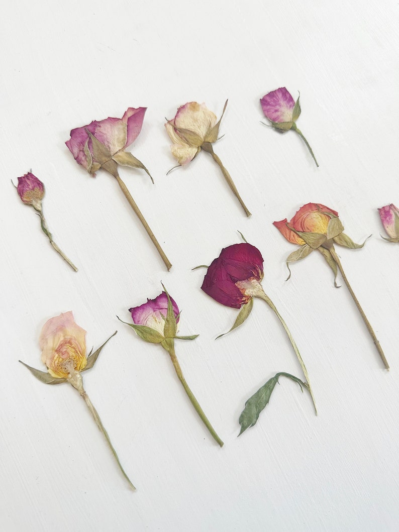 Pressed Roses on Stem - 9 Small Roses Cut in Half - Mixed Colors - Real ...