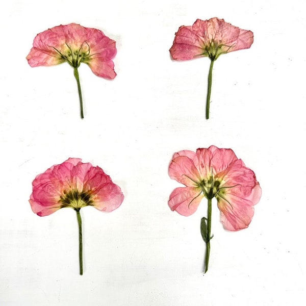 Lisianthus - Etsy