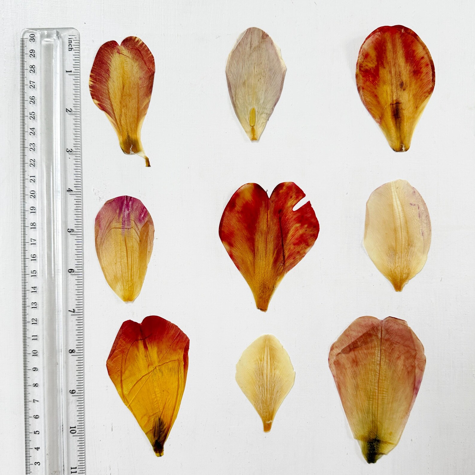 Pressed Tulip Petals - 9 Real Flower Petals - Mixed Colors - Large ...