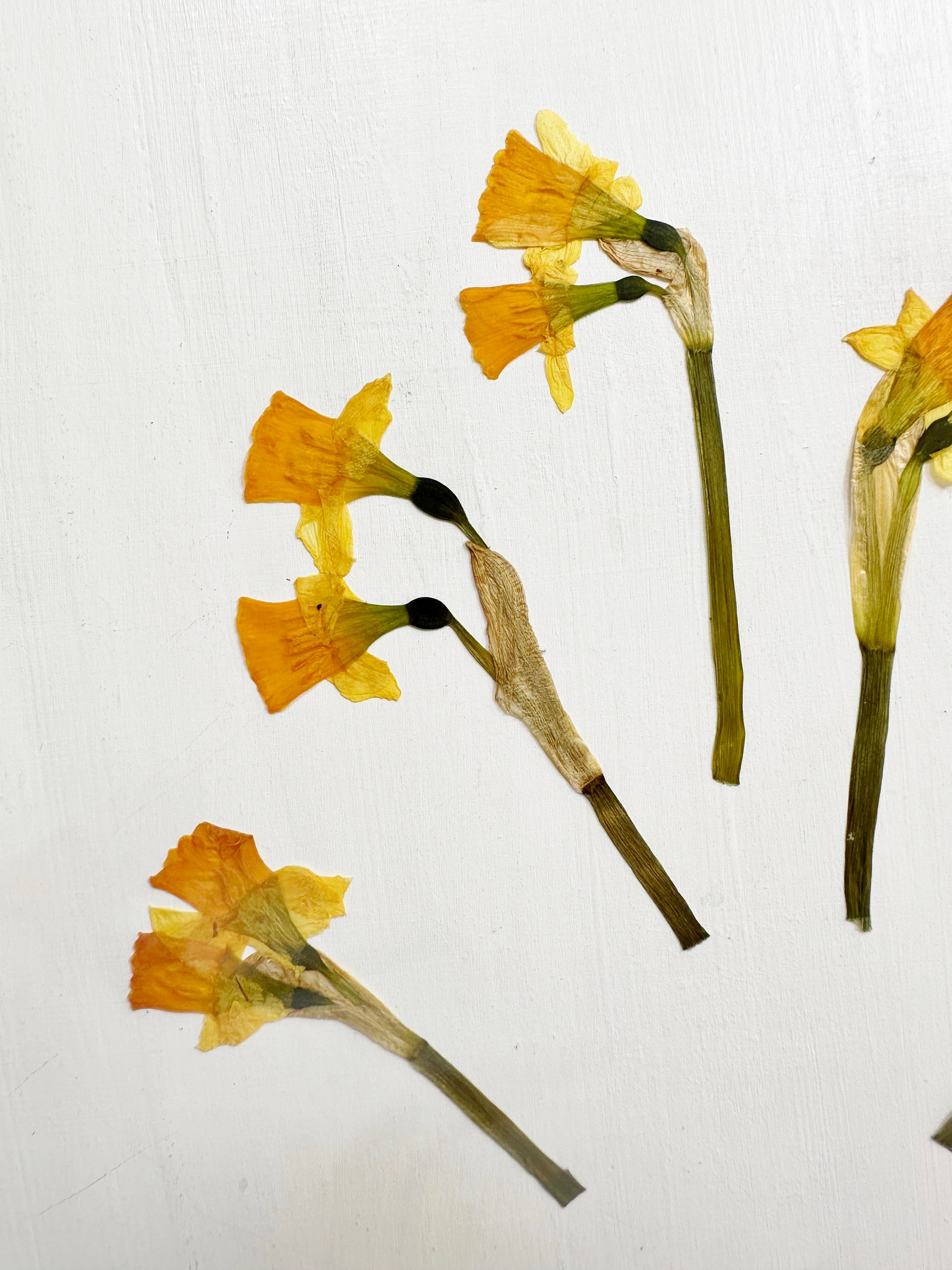 Pressed Mini Daffodils With Stem - 5 Double Yellow Flowers - Real ...