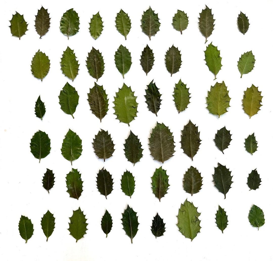 Pressed Holly Leaves - Real Ilex Foliage - 12 Leaves Grown in NJ, USA ...