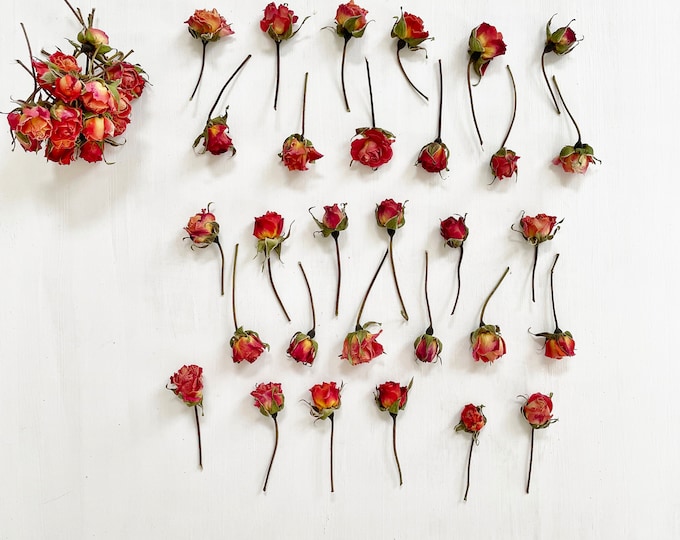Dried Mini Roses on Small Stems Real Tiny Orange Rosebuds - Etsy