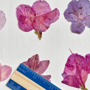 Pressed Azalea - 12 Real Azalea Flowers - Pink and Purple Mix - for ...