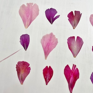 Pressed Peony Petals - 12 Real Medium and Large Pink and Purple Flower ...