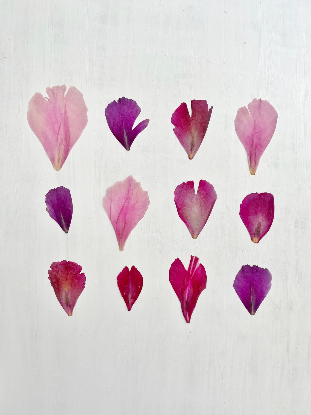 Pressed Peony Petals - 12 Real Medium and Large Pink and Purple Flower ...