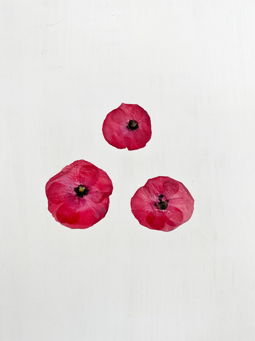Pressed Poppies - 3 Small Real Papaver Flower - No Stem - Dark Red ...