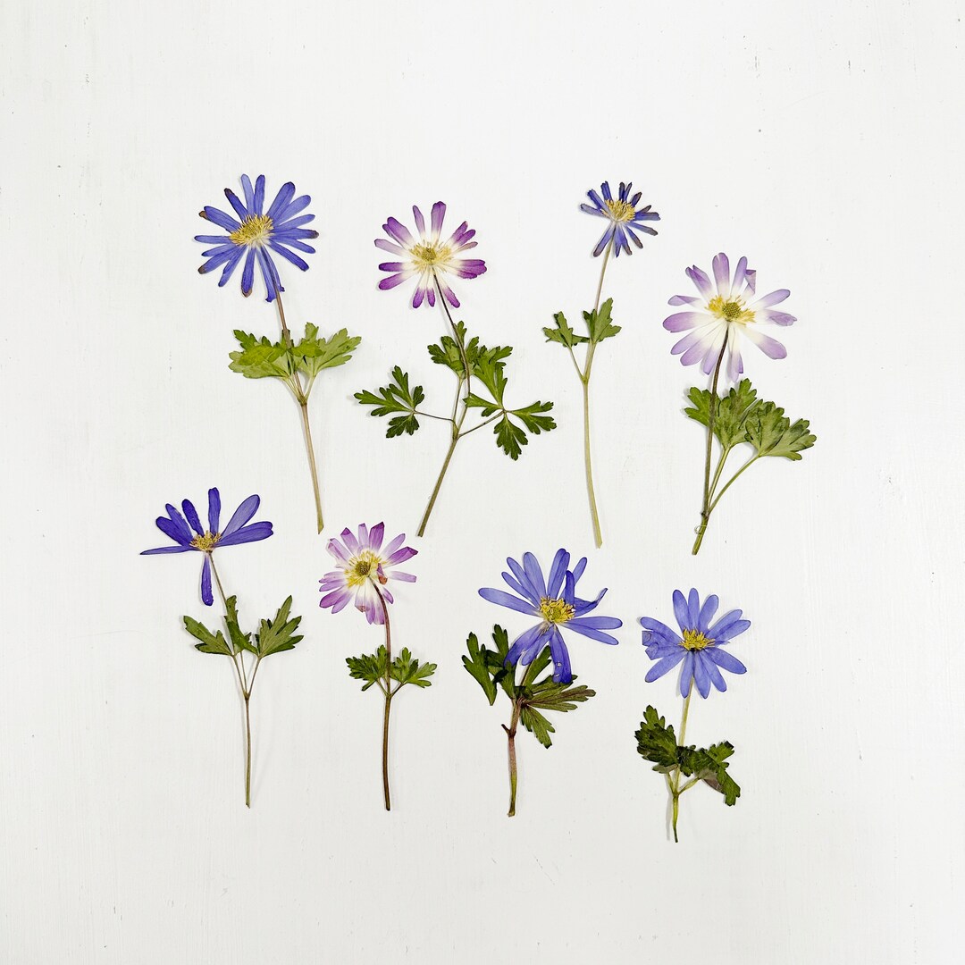 Pressed Small Anemones - 8 Real Anemone Blanda Flowers on Stem - Purple ...