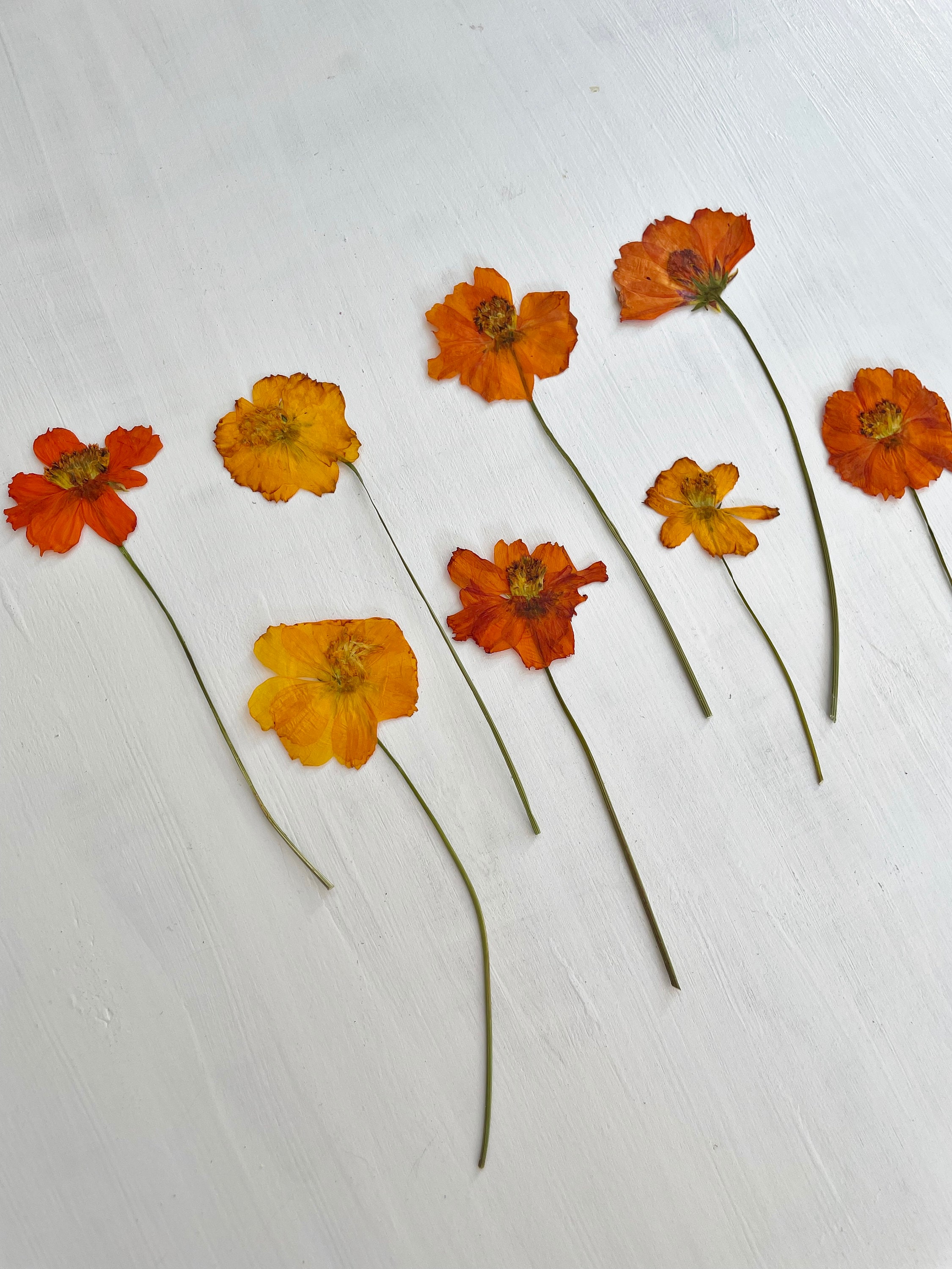 Pressed Cosmos Flowers - 8 Real Sulfur Cosmos on Stems - Orange Mix ...