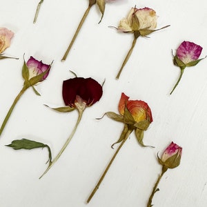Pressed Roses on Stem - 9 Small Roses Cut in Half - Mixed Colors - Real ...