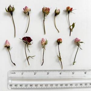 Dried Mini Roses on Small Stems - Tiny Organic Rosebuds on Short Stems ...