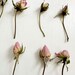 Dried Mini Roses on Small Stems - Real Tiny Pale Pink Rosebuds ...