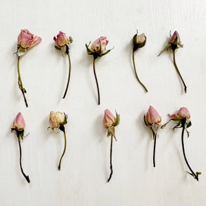Dried Mini Roses on Small Stems Real Tiny Pale Pink Rosebuds Organic ...