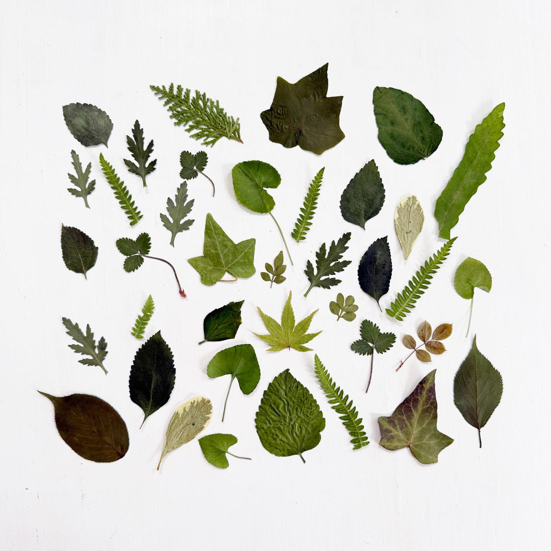 Pressed Green Leaves - Real Dried Leaves - 40 + Small to Medium Leaves ...