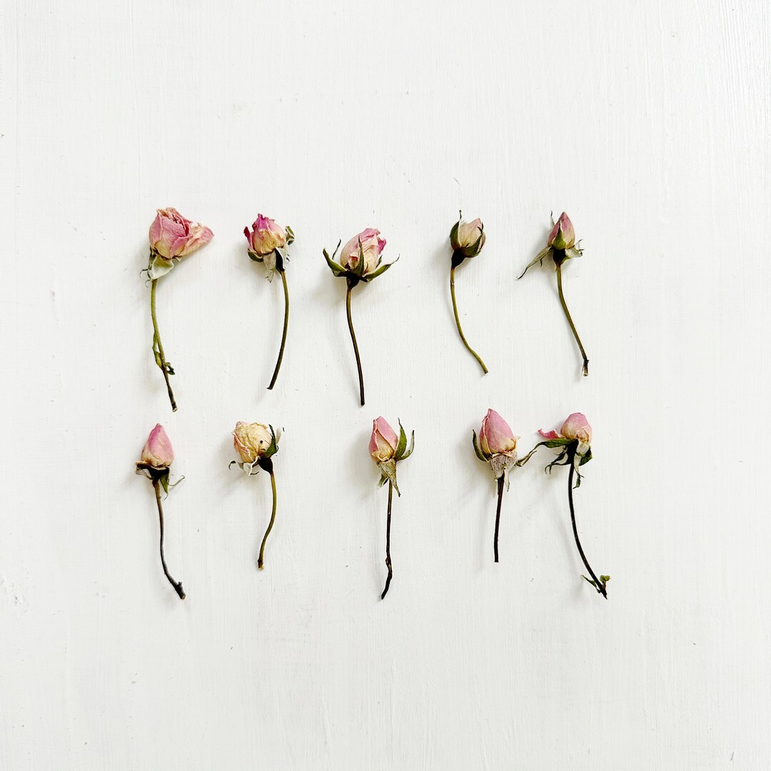 Dried Mini Roses on Small Stems Real Tiny Pale Pink Rosebuds Organic ...