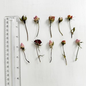 Dried Mini Roses on Small Stems - Tiny Organic Rosebuds on Short Stems ...