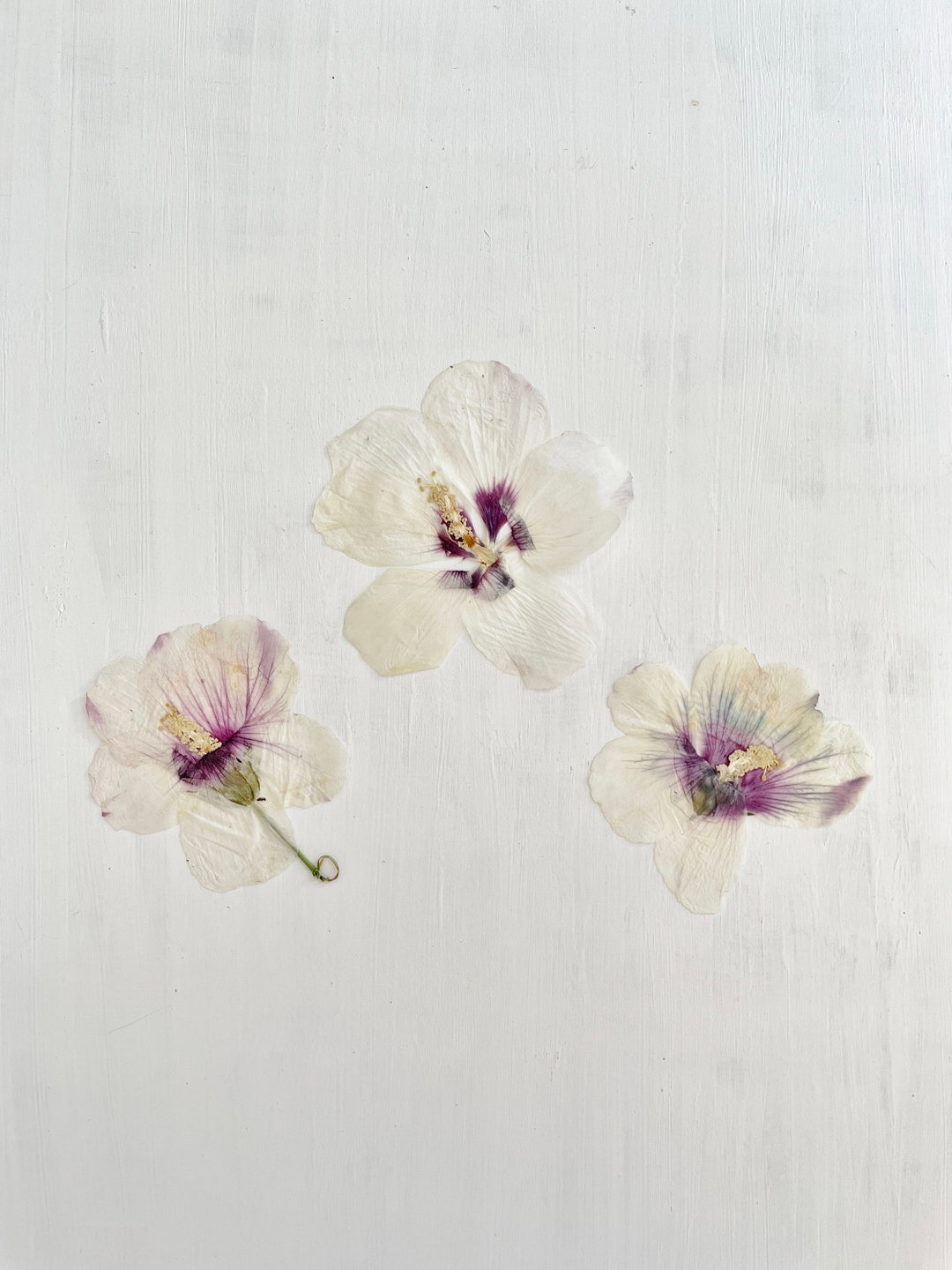 Pressed Hibiscus Flowers - 3 White Rose of Sharon - Real Flowers ...