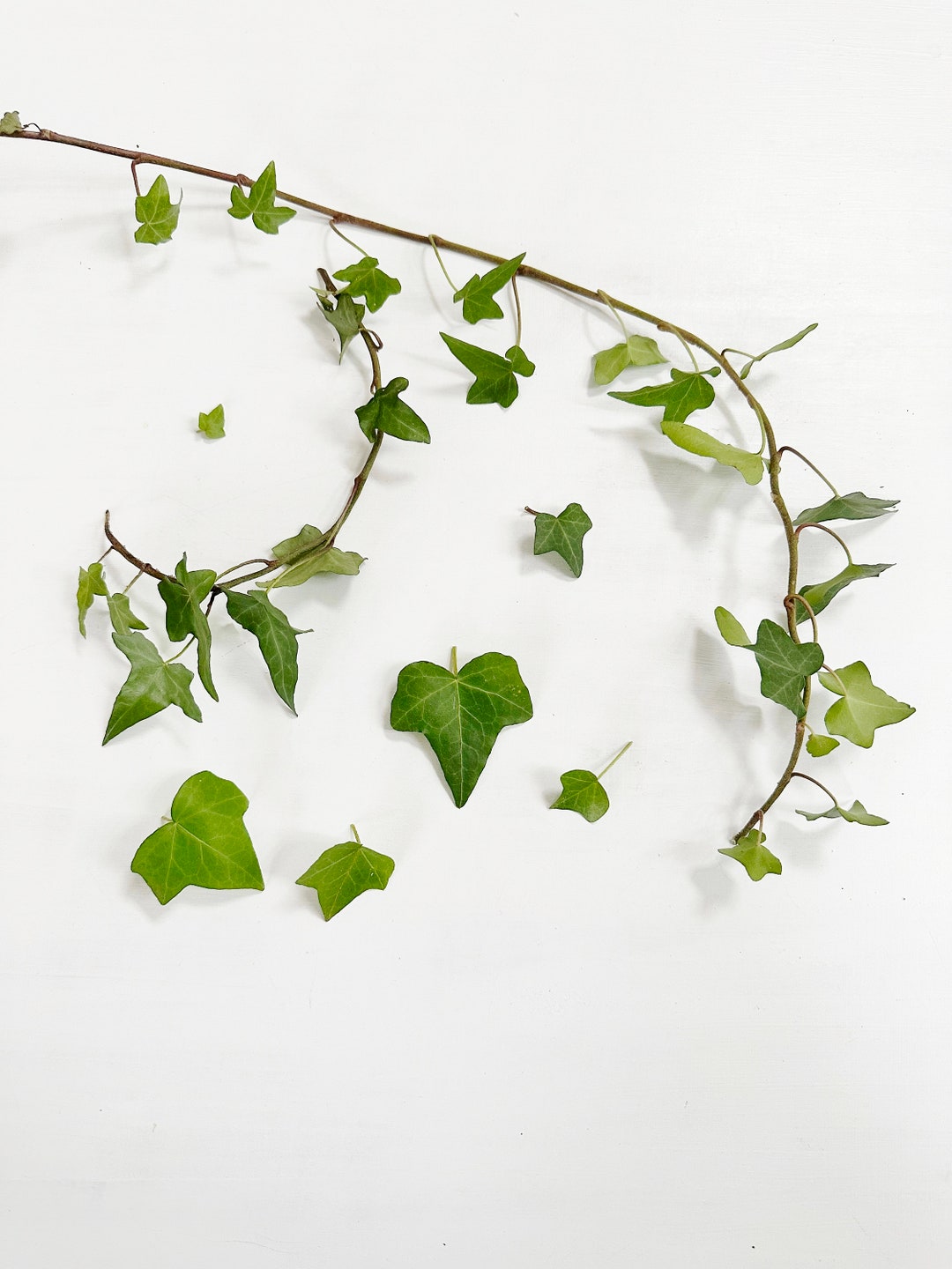 Fresh Ivy Leaves - Real Ivy Foliage - Grown Organically in Princeton ...