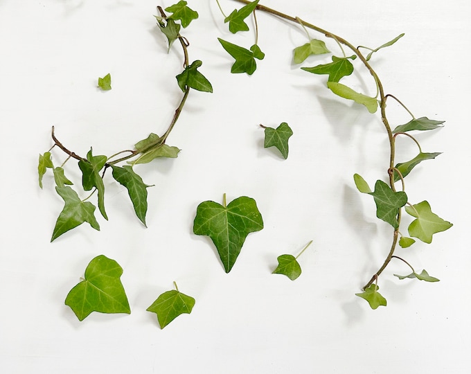 Fresh Ivy Leaves - Real Ivy Foliage - Grown Organically in Princeton ...