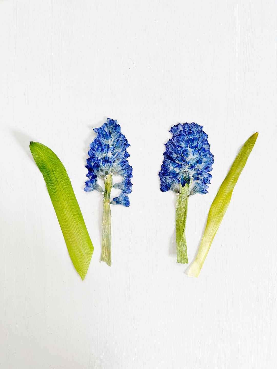 Pressed Hyacinths - Real Blue Hyacinth Flowers on Stem With Leaves ...