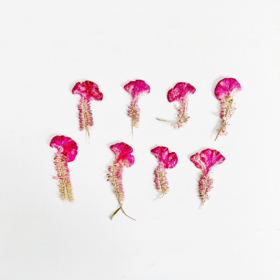 Pressed Cockscomb Flowers - 8 Small Dark Pink Pieces of Real Cockscomb ...
