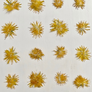 Pressed Dandelion Flowers - 16 Real Yellow Dandelions - Grown ...