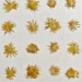 Pressed Dandelion Flowers - 16 Real Yellow Dandelions - Grown ...