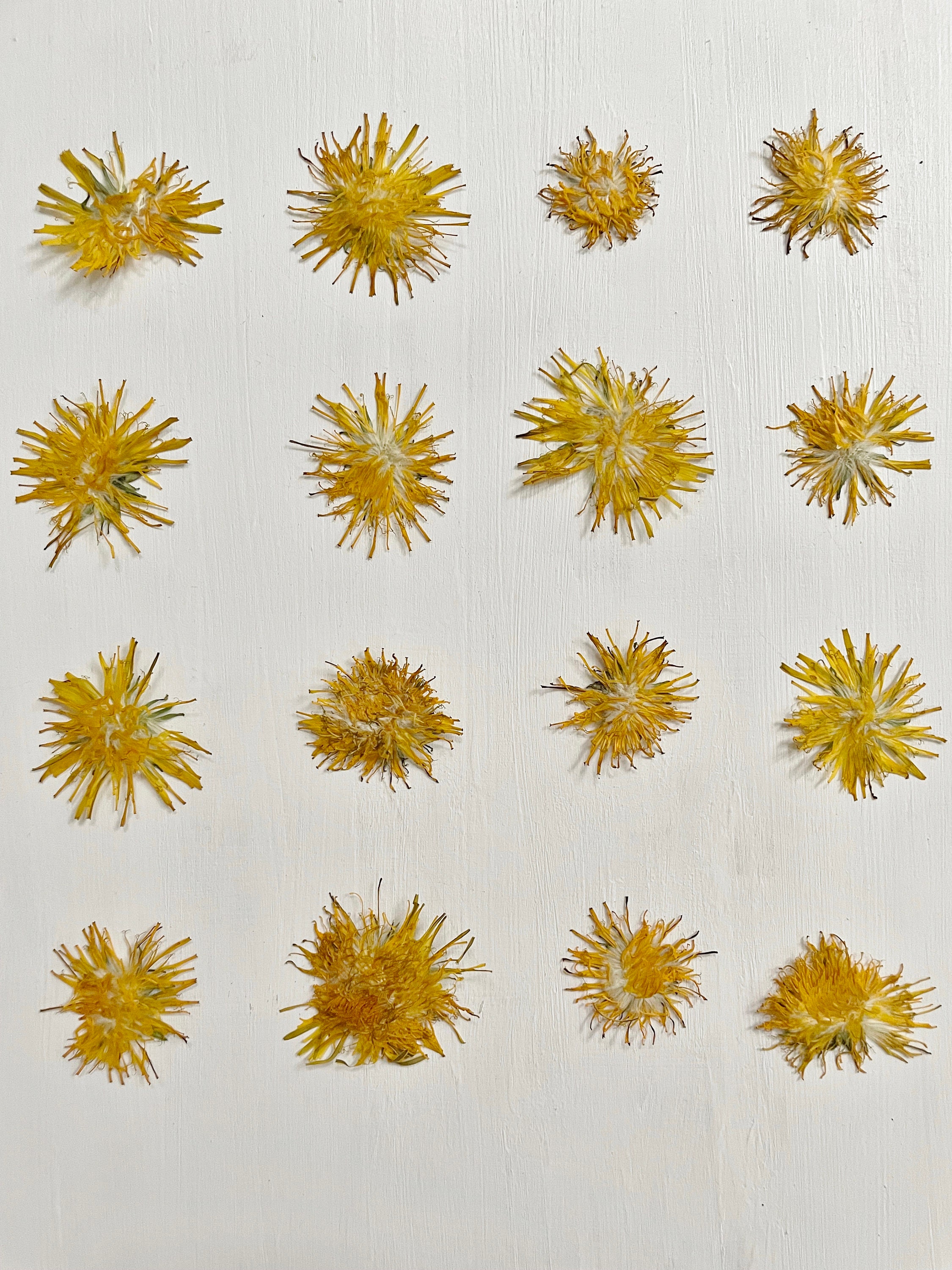 Pressed Dandelion Flowers - 16 Real Yellow Dandelions - Grown ...