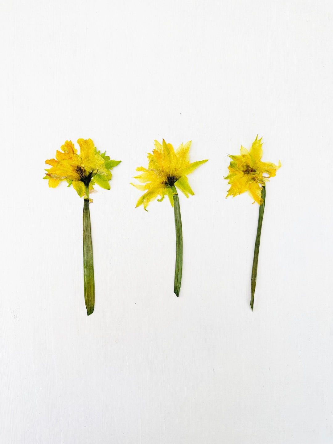 Pressed Large Daffodils With Stem - 3 Real Flowers - Yellow and Green ...