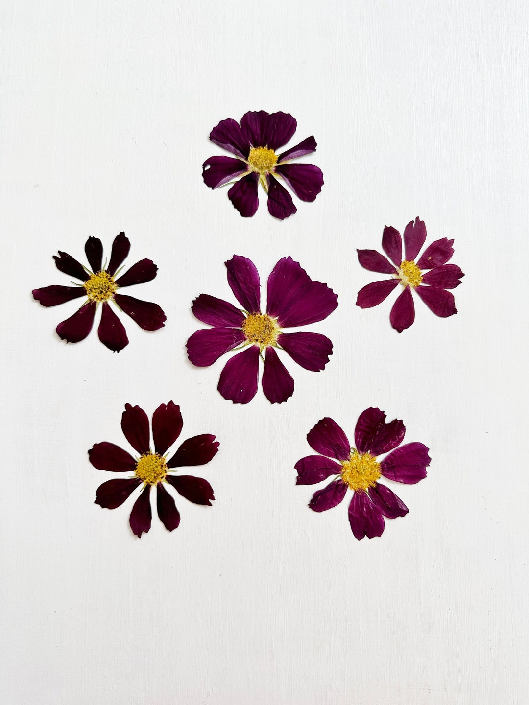Pressed Cosmos Flowers - 6 Real Cosmos Flower Heads (no Stems) - Purple ...