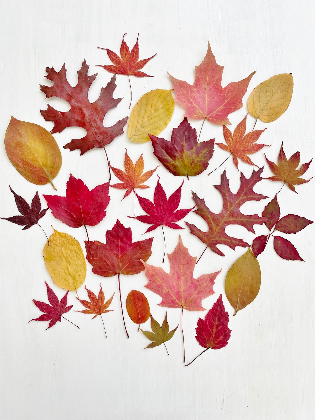 Pressed Autumn Leaves - Real Dried Fall Foliage - 25 Red and Yellow ...