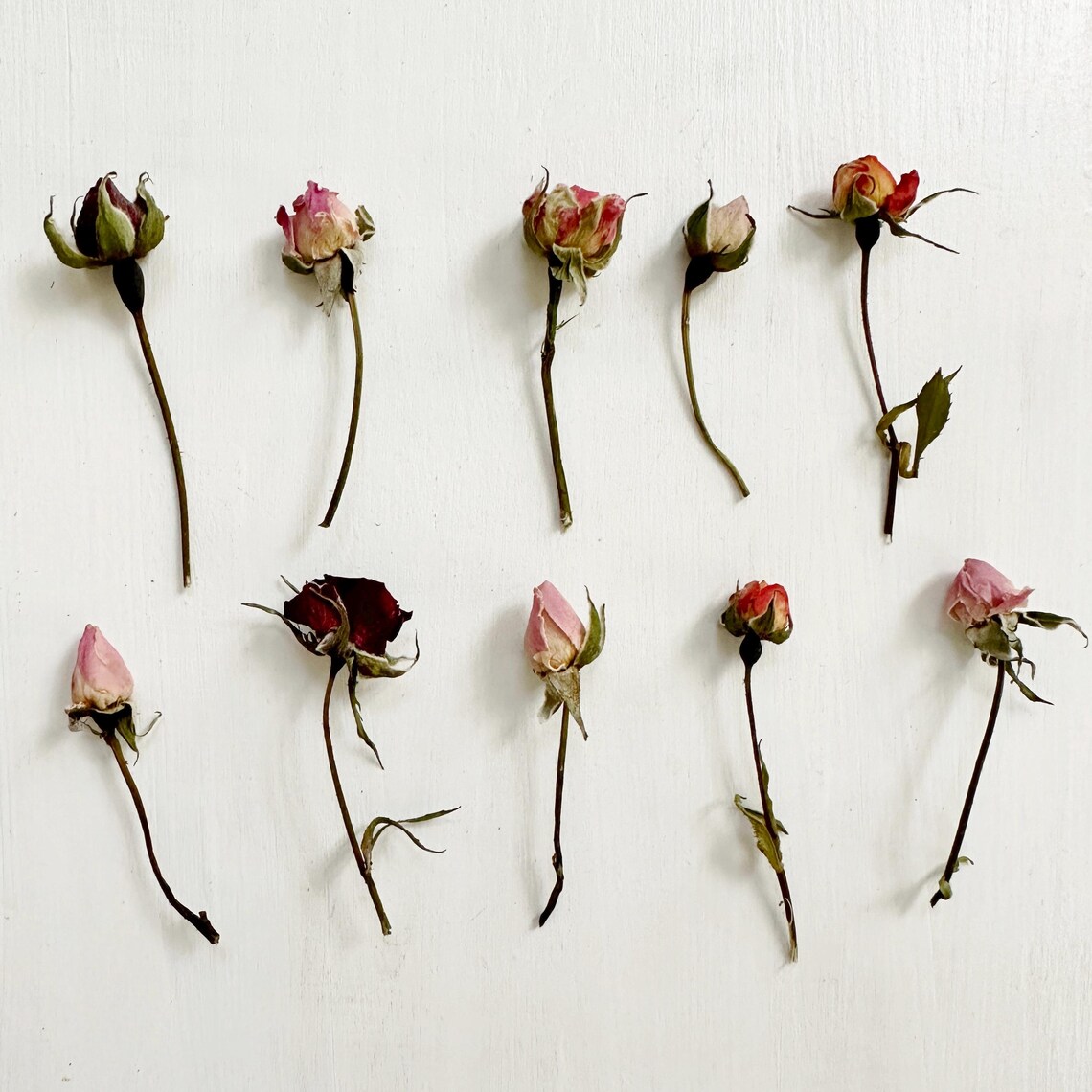 Dried Mini Roses on Small Stems - Tiny Organic Rosebuds on Short Stems ...