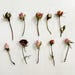 Dried Mini Roses on Small Stems - Tiny Organic Rosebuds on Short Stems ...