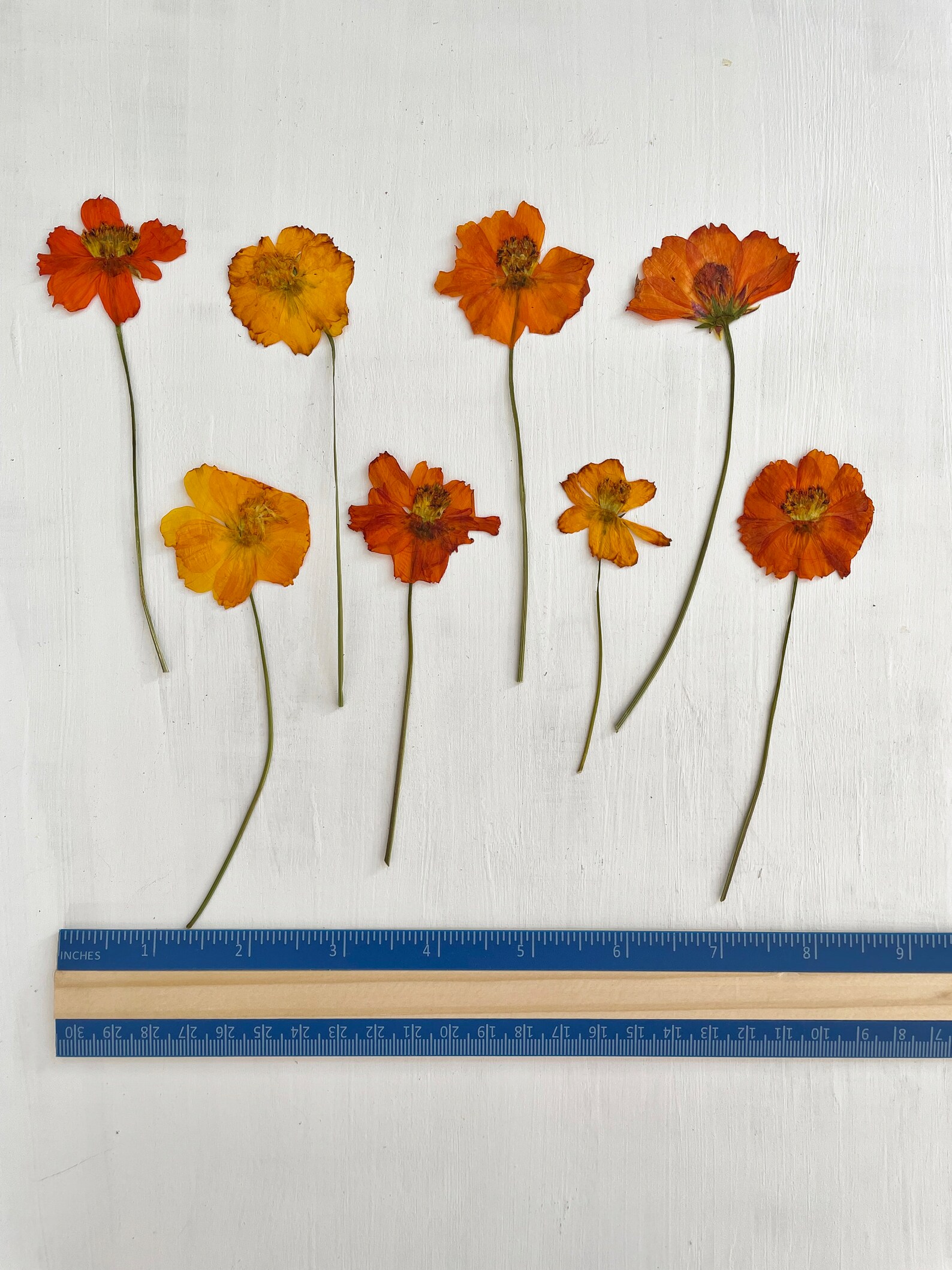 Pressed Cosmos Flowers - 8 Real Sulfur Cosmos on Stems - Orange Mix ...
