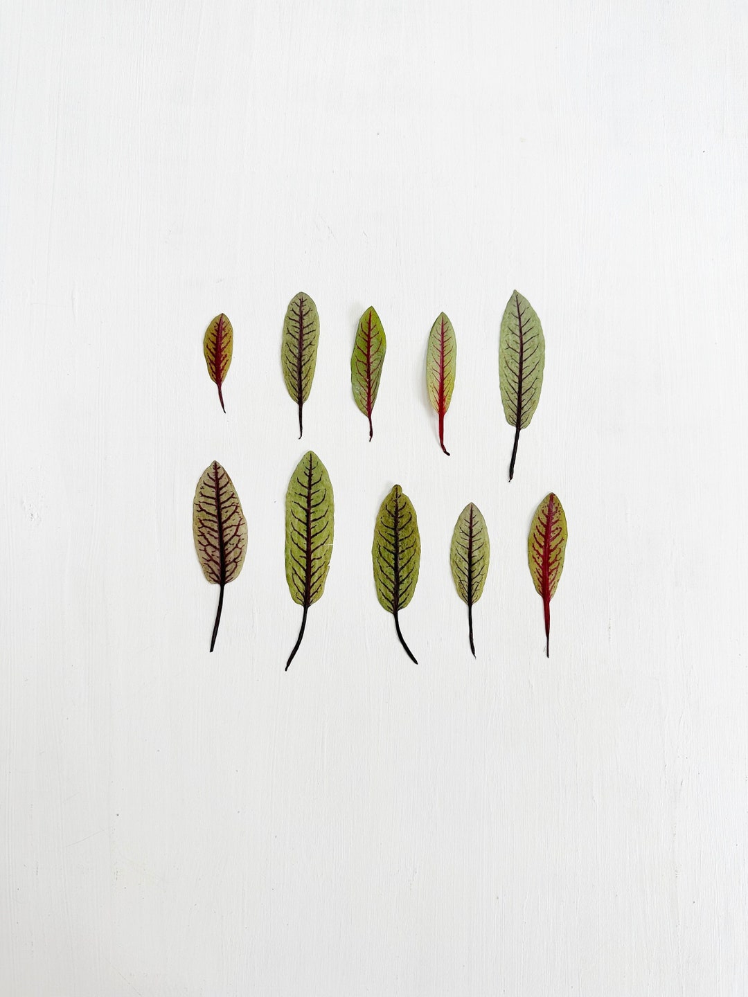 Pressed Red Sorrel Leaves - 10 Real Dried Rumex Sanguineus Leaves ...