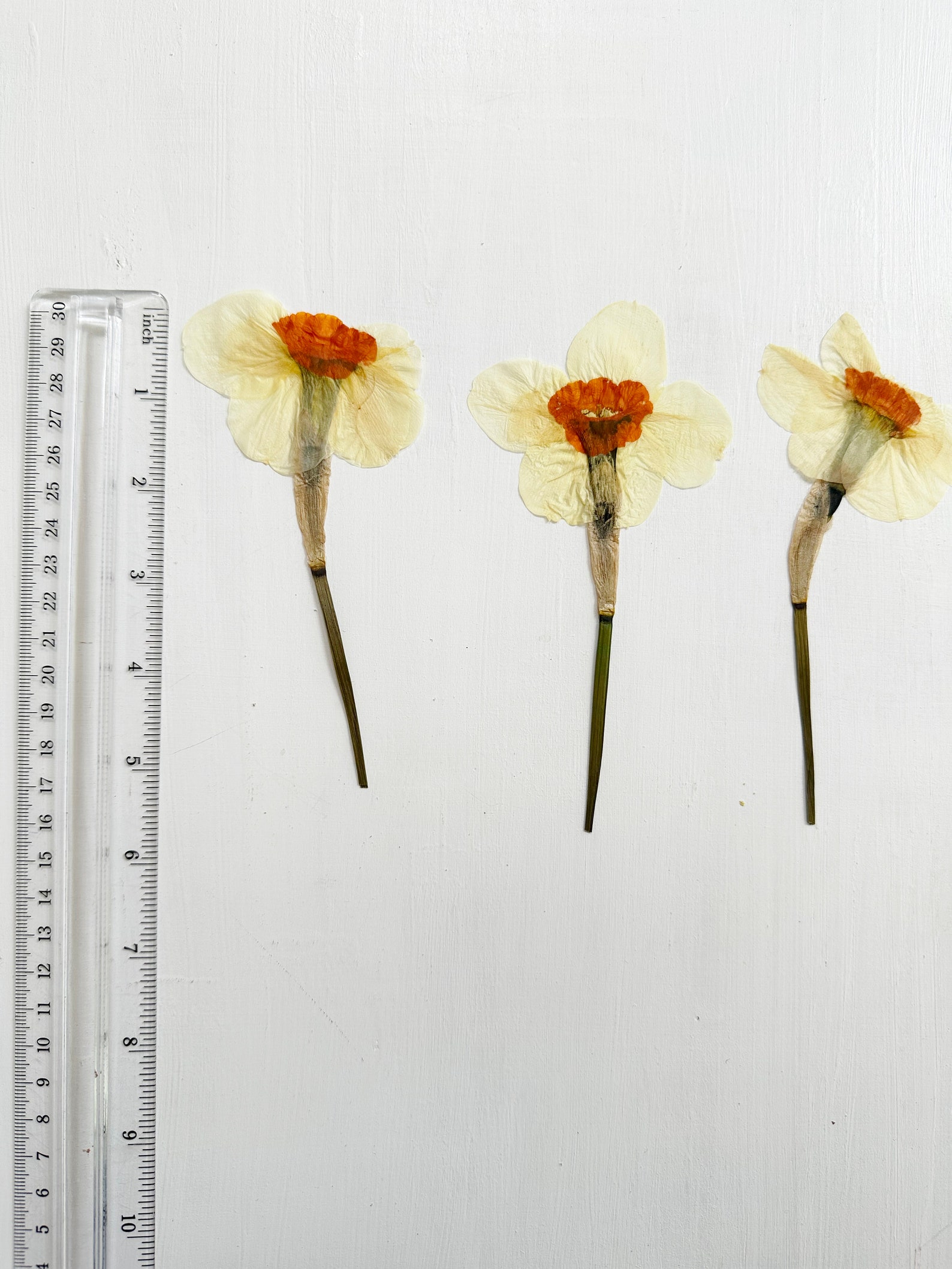 Pressed Large Daffodils With Stem - 3 Real Flowers - Orange, Yellow ...